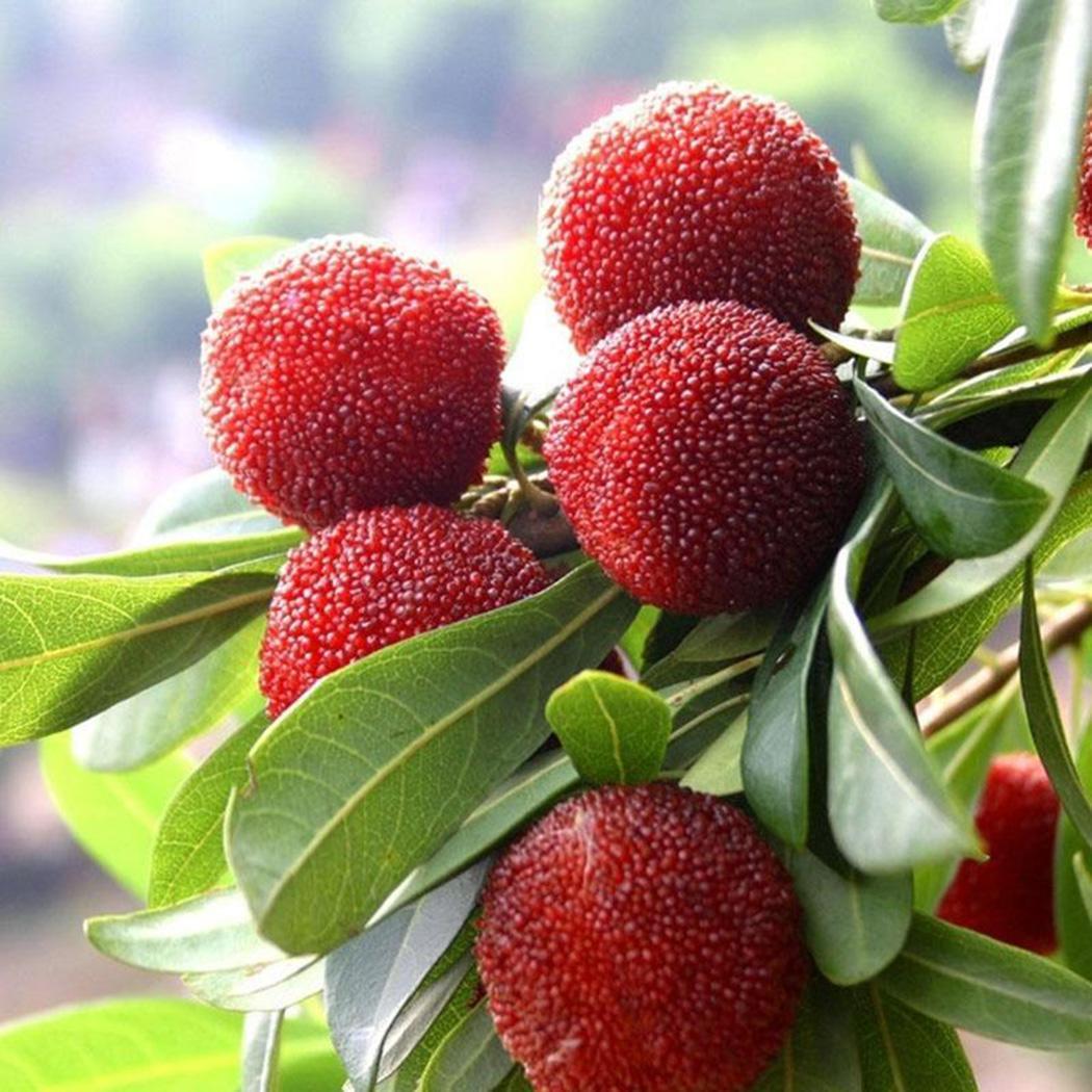 CME Chapter 5: Dried Bayberry – Exiled Rebels